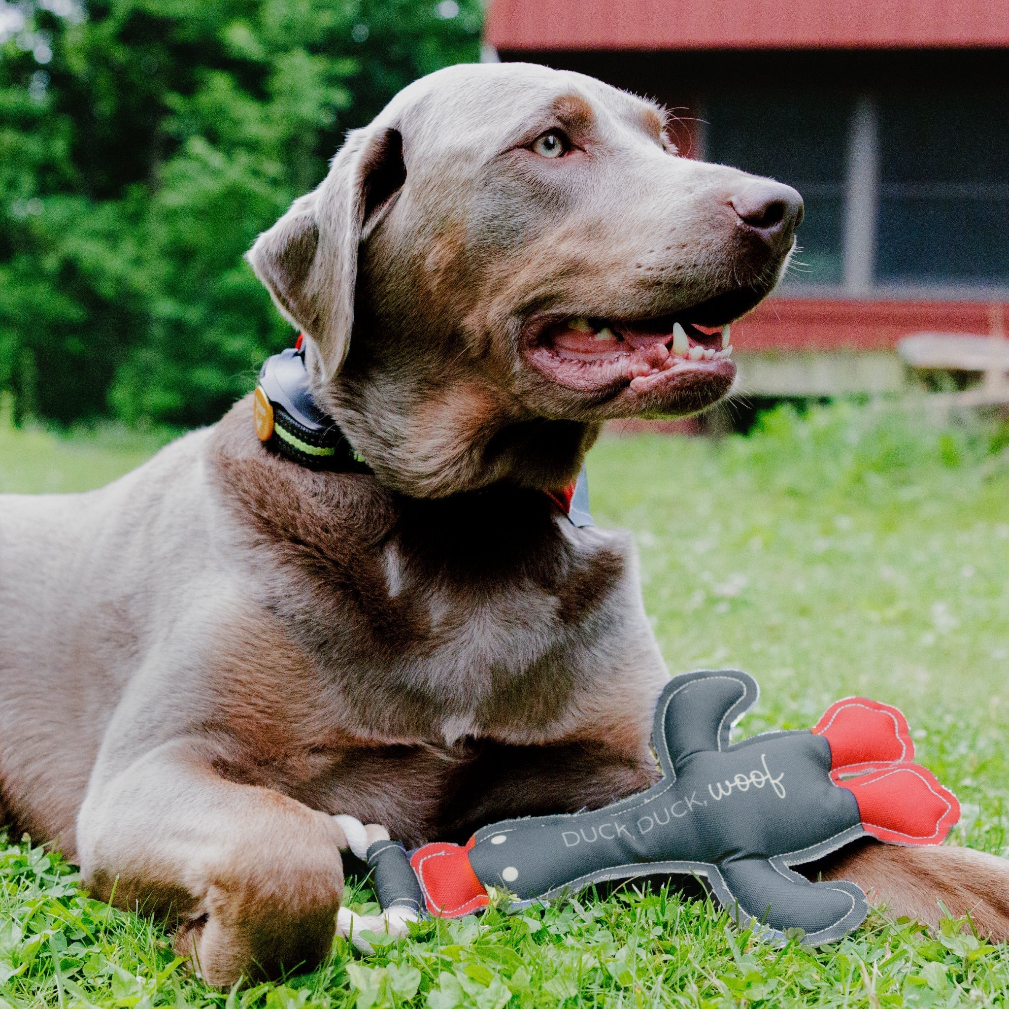 Pet – Pavilion - Wholesale Outlet